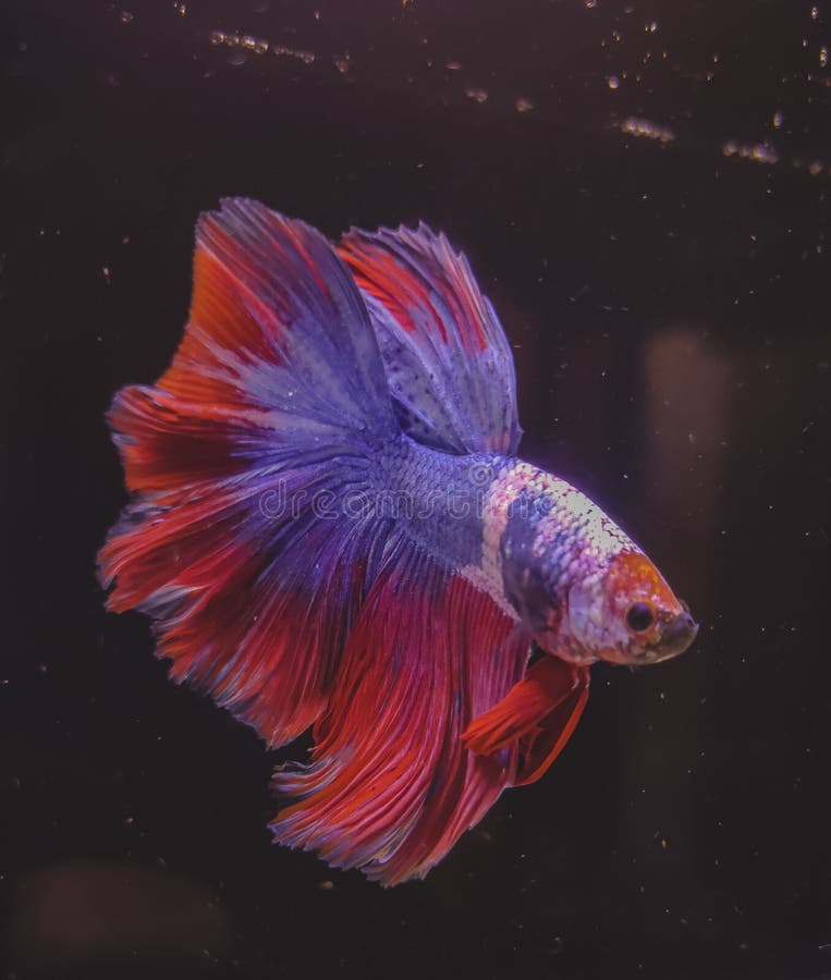 Peixe-betta Rosa Ao Fundo Negro Imagem de Stock - Imagem de luta ...