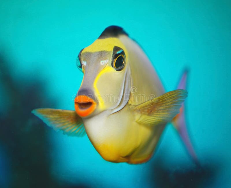 Peixe-cirurgião Tropical Exótico Foto de Stock - Imagem de reserve ...