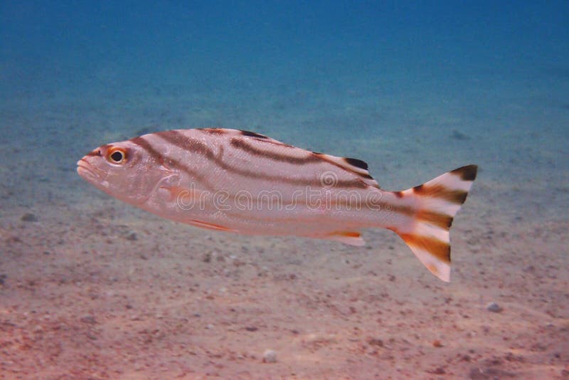 Peixe Desconhecido Do Mar Vermelho Foto de Stock - Imagem de saltwater ...
