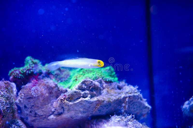 Peixe do mar tropical imagem de stock. Imagem de coral - 164887507