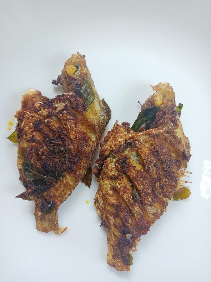 Peixe-espinho De Cerala Em Fundo Branco Imagem de Stock - Imagem de ...