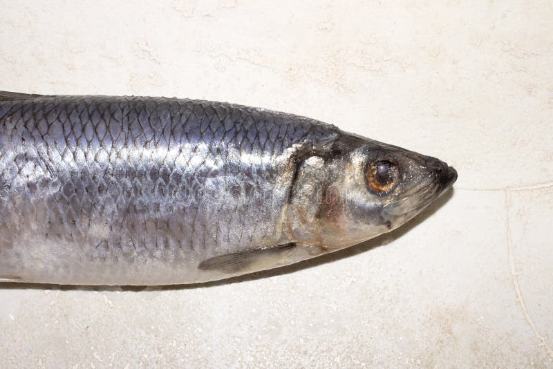 Peixe Fresco Herdando Fundo De Arenque. Imagem de Stock - Imagem de ...