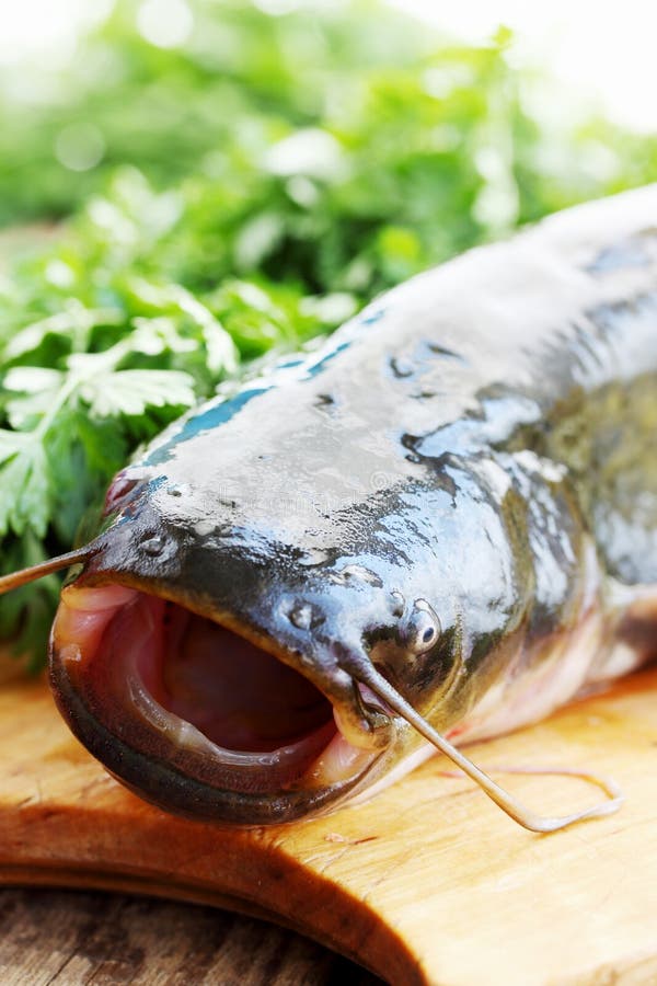 Peixe-gato grande do rio foto de stock. Imagem de fundos - 31522930