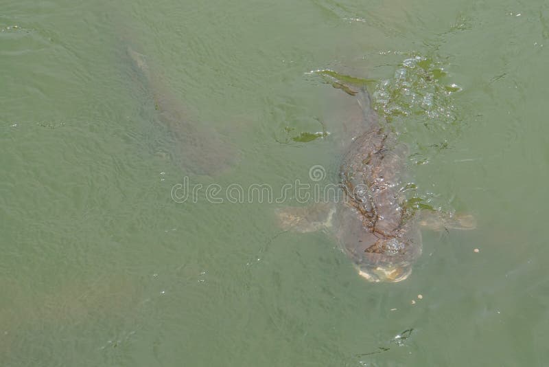 Peixe-gato Grande No Rio Limpo Foto de Stock - Imagem de fresco ...