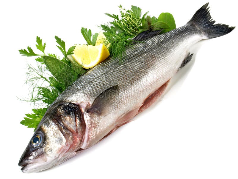 Peixe-lobo-marinho isolado imagem de stock. Imagem de naughty - 210987791