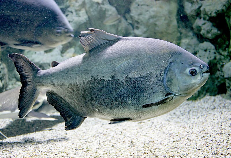 Peixes 1 de Pacu imagem de stock. Imagem de grande, tanque - 2621433
