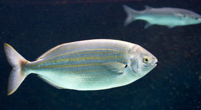 Salema - Peixe - Salpa De Saupe - De Sarpa Foto de Stock - Imagem de ...