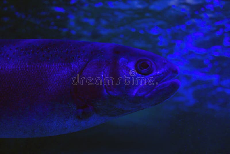 Peixes Predadores Azuis Brilhantes Foto de Stock - Imagem de trópico ...