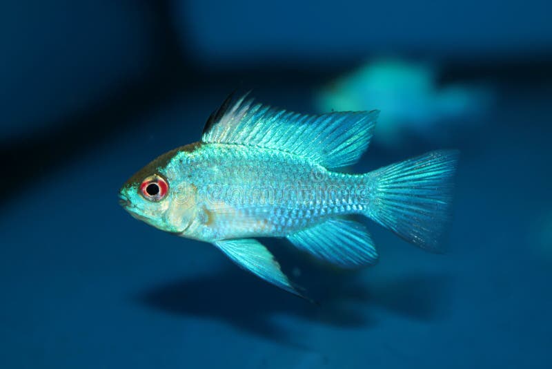 Ram Azul (ramirezi De Mikrogeophagus) Foto de Stock - Imagem de ...
