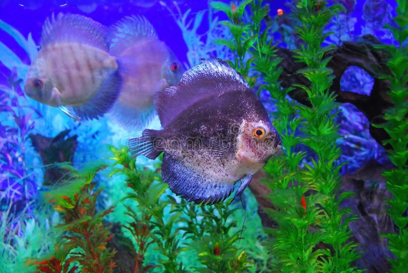 Peixes roxos bonitos imagem de stock. Imagem de listrado - 3182107