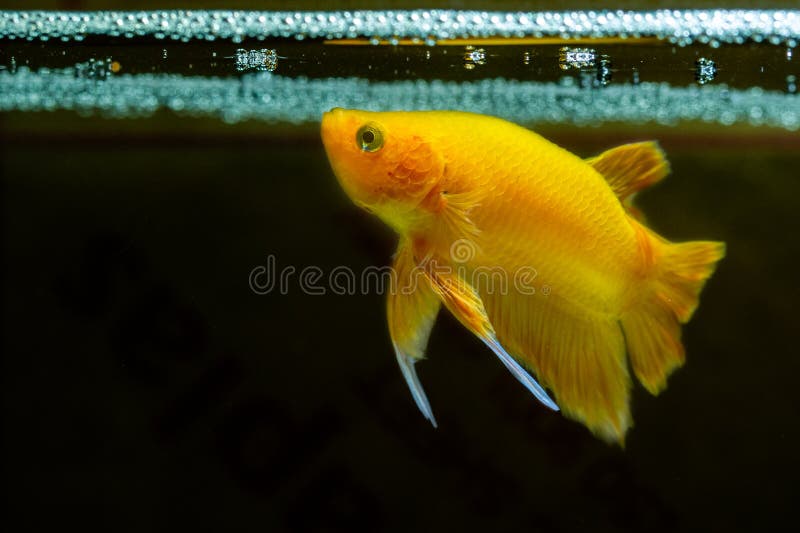 Peixes Bonitos De Betta Da Meia Lua Dos Peixes De Betta Do Yeoolow ...