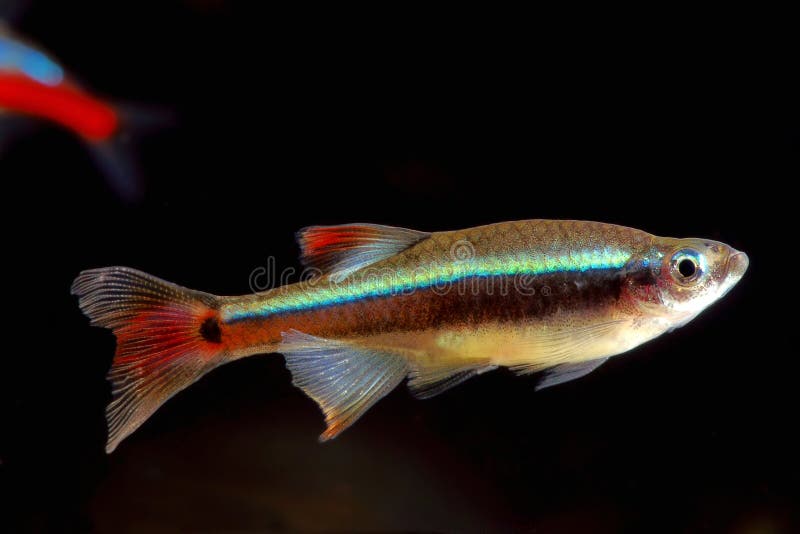 Minnow Do Senegal, Raiamas Senegalensis Em Aquário De água Doce Foto de ...