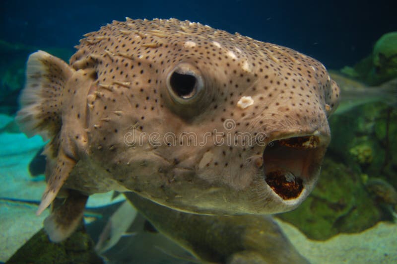 Peixes com boca aberta foto de stock. Imagem de caribbean - 14265290