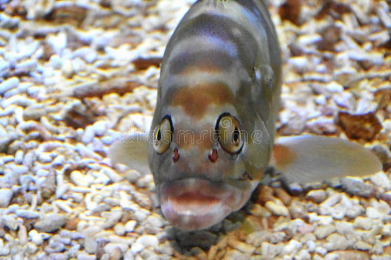 Peixes com cara parva imagem de stock. Imagem de bonito - 97473305