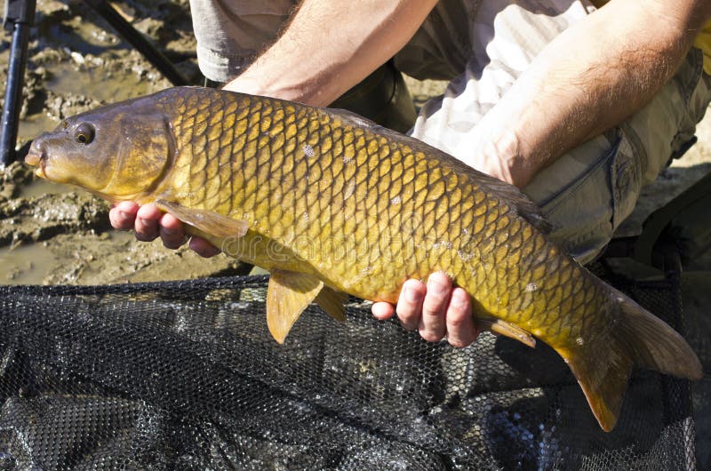 Carpa Comum (Cyprinus Carpio) Imagem de Stock - Imagem de peixes, olho ...