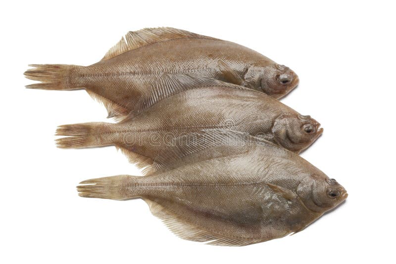 Peixes comuns da solha foto de stock. Imagem de marisco - 29301418