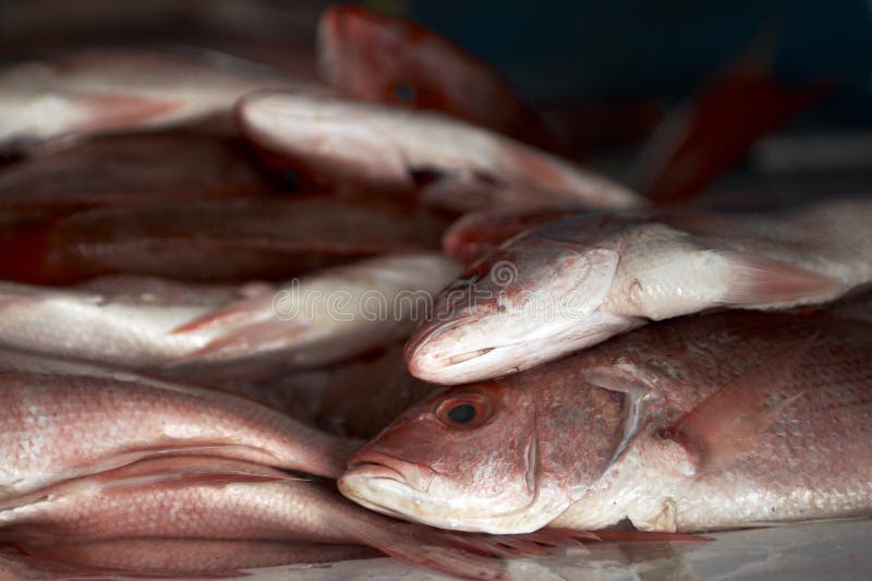 Peixes cor-de-rosa foto de stock. Imagem de mercado, supermercado - 5468256