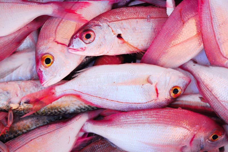 Peixes cor-de-rosa imagem de stock. Imagem de fresco, pesca - 2480141