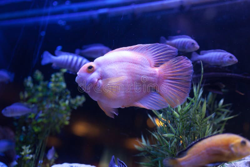 Peixes cor-de-rosa imagem de stock. Imagem de recife - 48272407