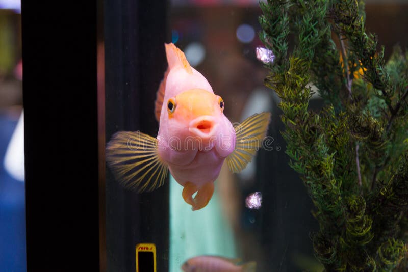 Peixes cor-de-rosa imagem de stock. Imagem de recife - 48272407