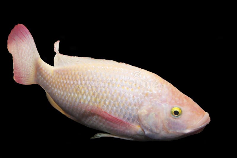 Peixes cor-de-rosa imagem de stock. Imagem de recife - 48272407