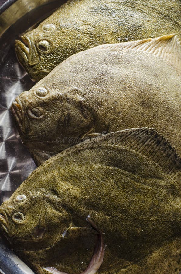 Peixes crus da solha imagem de stock. Imagem de comer - 107921861