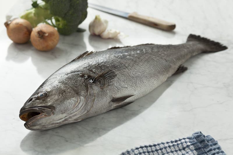 Peixes Crus Frescos Do Corvina Foto de Stock - Imagem de fresco, oceano ...