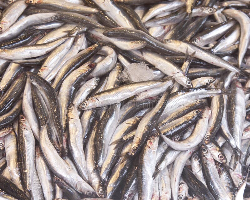 Peixes da anchova foto de stock. Imagem de fundo, brema - 16338754