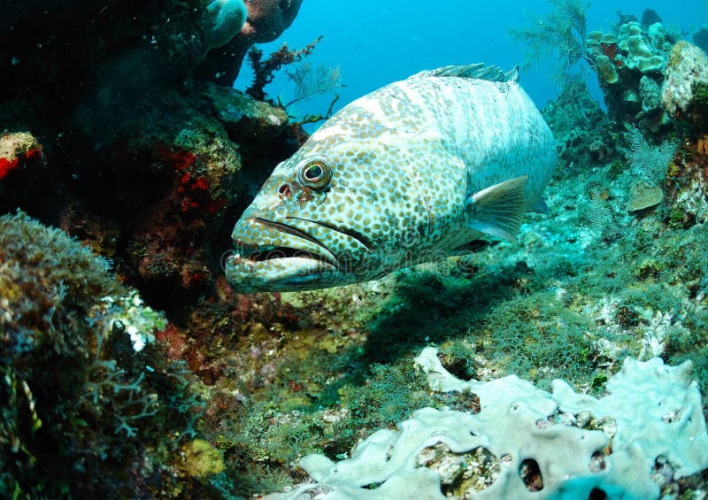 Garoupa gigante foto de stock. Imagem de garoupa, aventura - 14168376