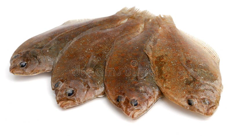 Peixes Crus Frescos Do Solha Foto de Stock - Imagem de europeu, peixes ...