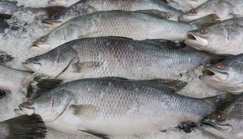 Peixes Da Vara De Prata (calcarifer De Lates) Imagem de Stock - Imagem ...