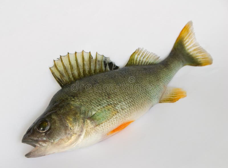 Peixes De água Doce (fluviatillis Do Perca) Imagem de Stock - Imagem de ...