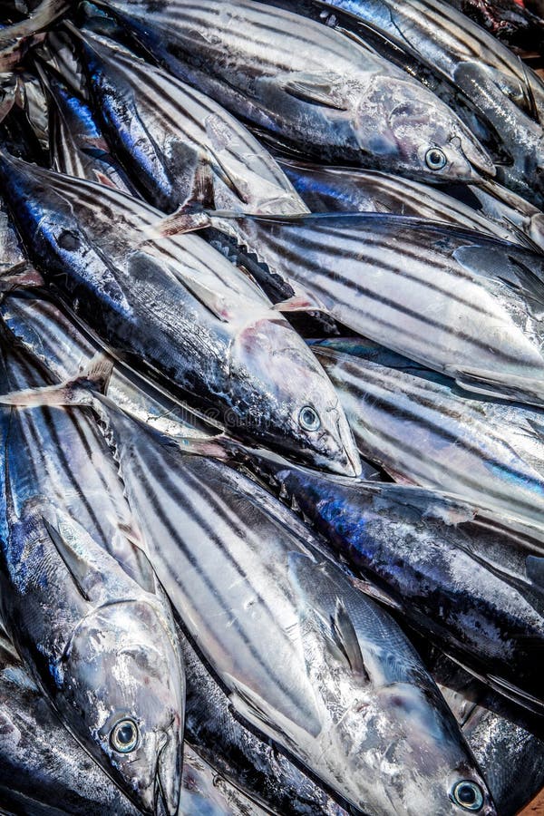 Peixes de atum imagem de stock. Imagem de atum, completamente - 25594861