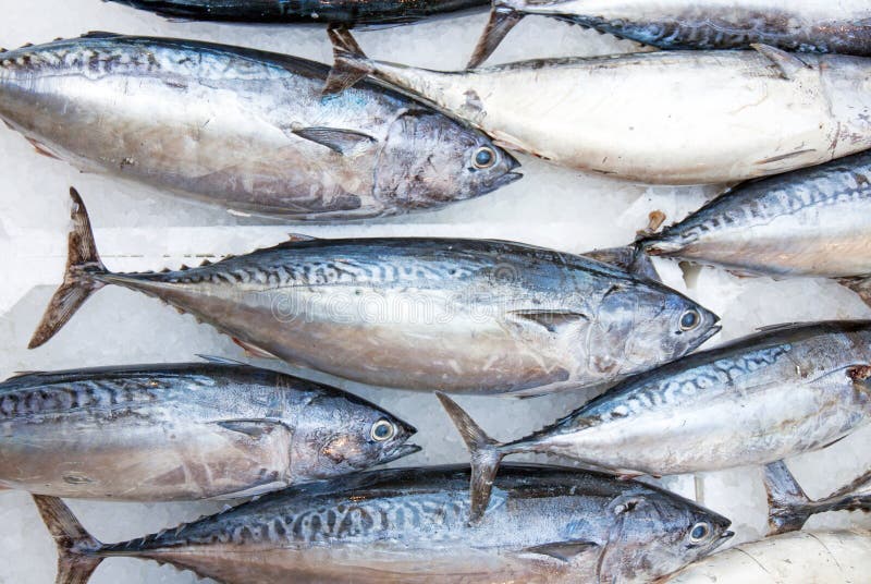 Peixes de atum imagem de stock. Imagem de nave, oceano - 33584011