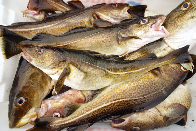 Peixes de bacalhau imagem de stock. Imagem de noruega - 31125883