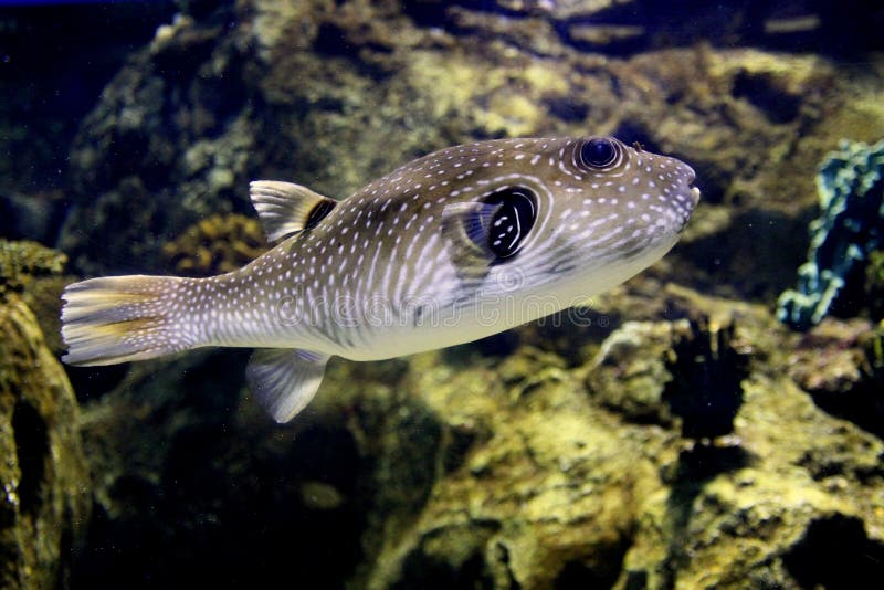 Peixes de mar foto de stock. Imagem de oceano, verde - 29554404