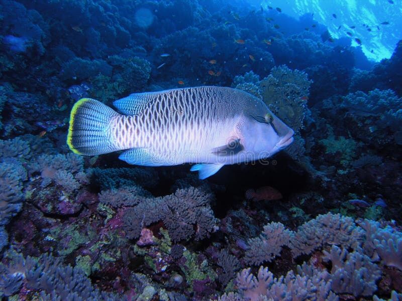Peixes de mar imagem de stock. Imagem de coral, vermelho - 6398139