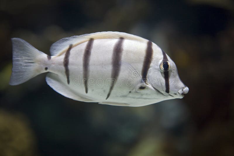 Peixes de mar imagem de stock. Imagem de selvagem, colorido - 7407551