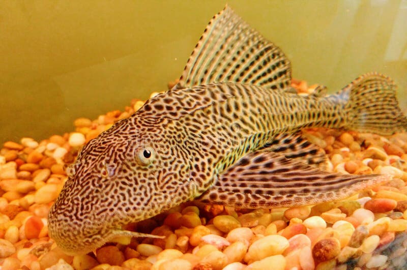 Plecostomus foto de stock. Imagem de algas, freshwater - 11119786