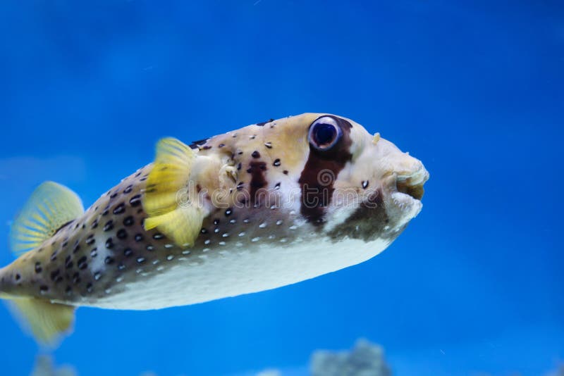 Peixes Peixes De Porco- Da Longo-espinha Foto de Stock - Imagem de ...