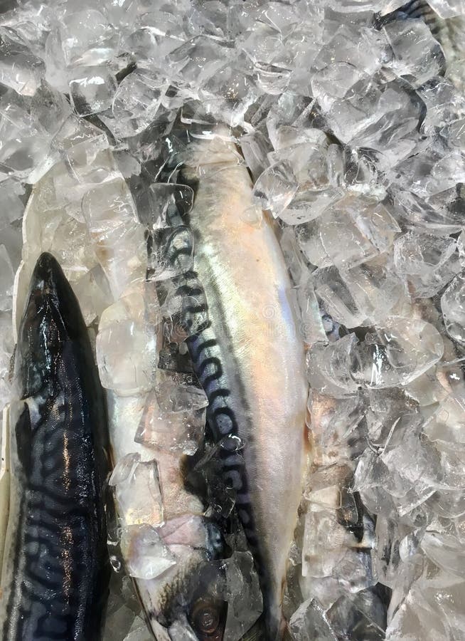 Peixes De Prata Da Cavala No Gelo Imagem de Stock - Imagem de peixes ...