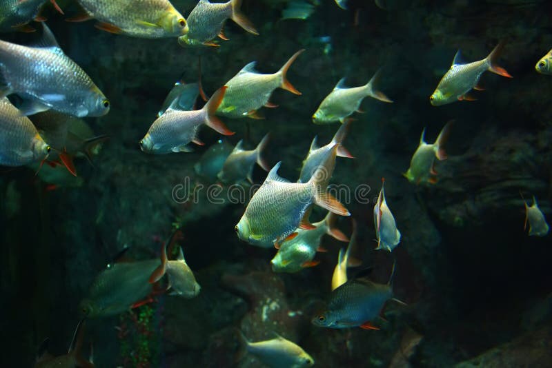 Peixes De Prata Da Farpa Do Grupo Imagem de Stock - Imagem de java ...