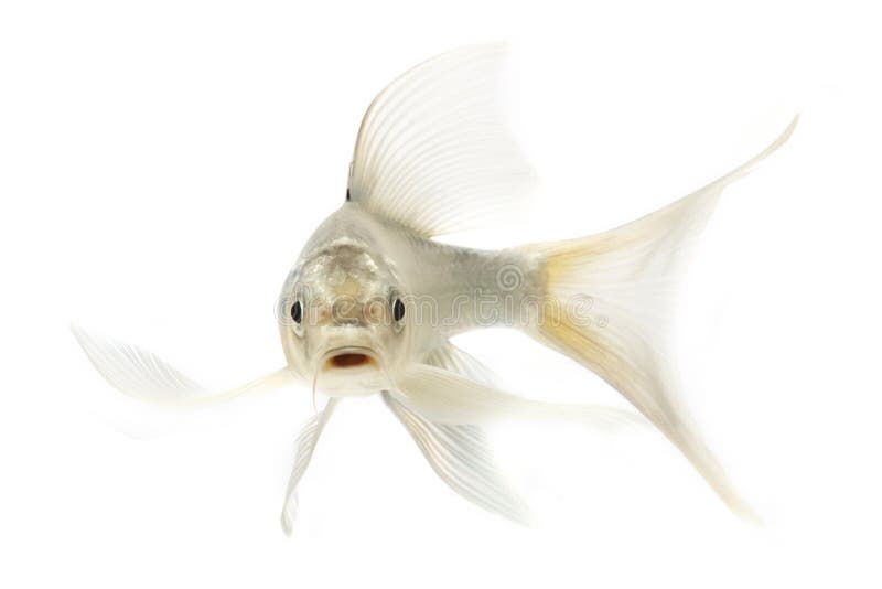 Peixes de prata de Koi foto de stock. Imagem de isolado - 29088092