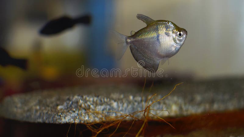 Peixes De Prata Do ângulo No Aquário Foto de Stock - Imagem de assento ...