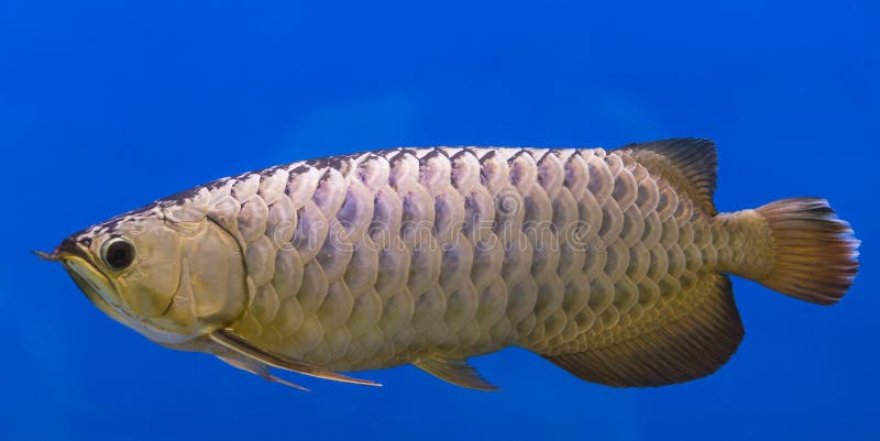 Peixes de prata do arowana imagem de stock. Imagem de nave - 102681197