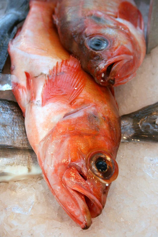 Peixes De Rosa (sebastes Marinus) Imagem de Stock - Imagem de esmagado ...