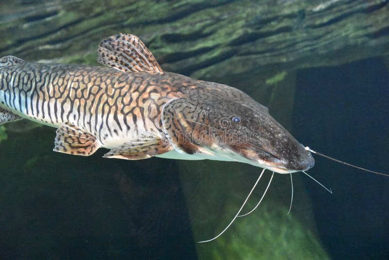 Peixes de Sorubim na água foto de stock. Imagem de peru - 105614394