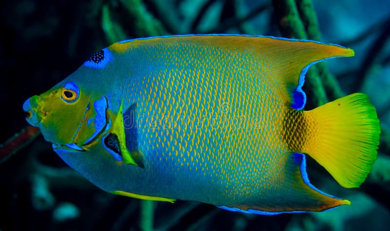 Peixe-anjo (imperador) E Actinia Foto de Stock - Imagem de tropical ...