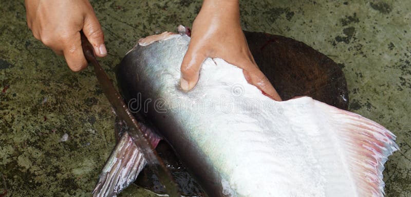 Peixes do corte foto de stock. Imagem de chefe, tailândia - 96177684