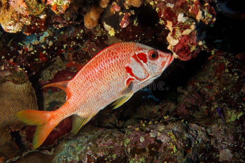 Peixes Do Esquilo - Spiniferum De Sargocentron - Mar Vermelho Foto de ...